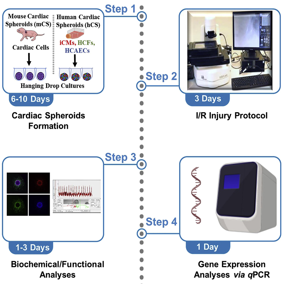 Cell Press: STAR Protocols