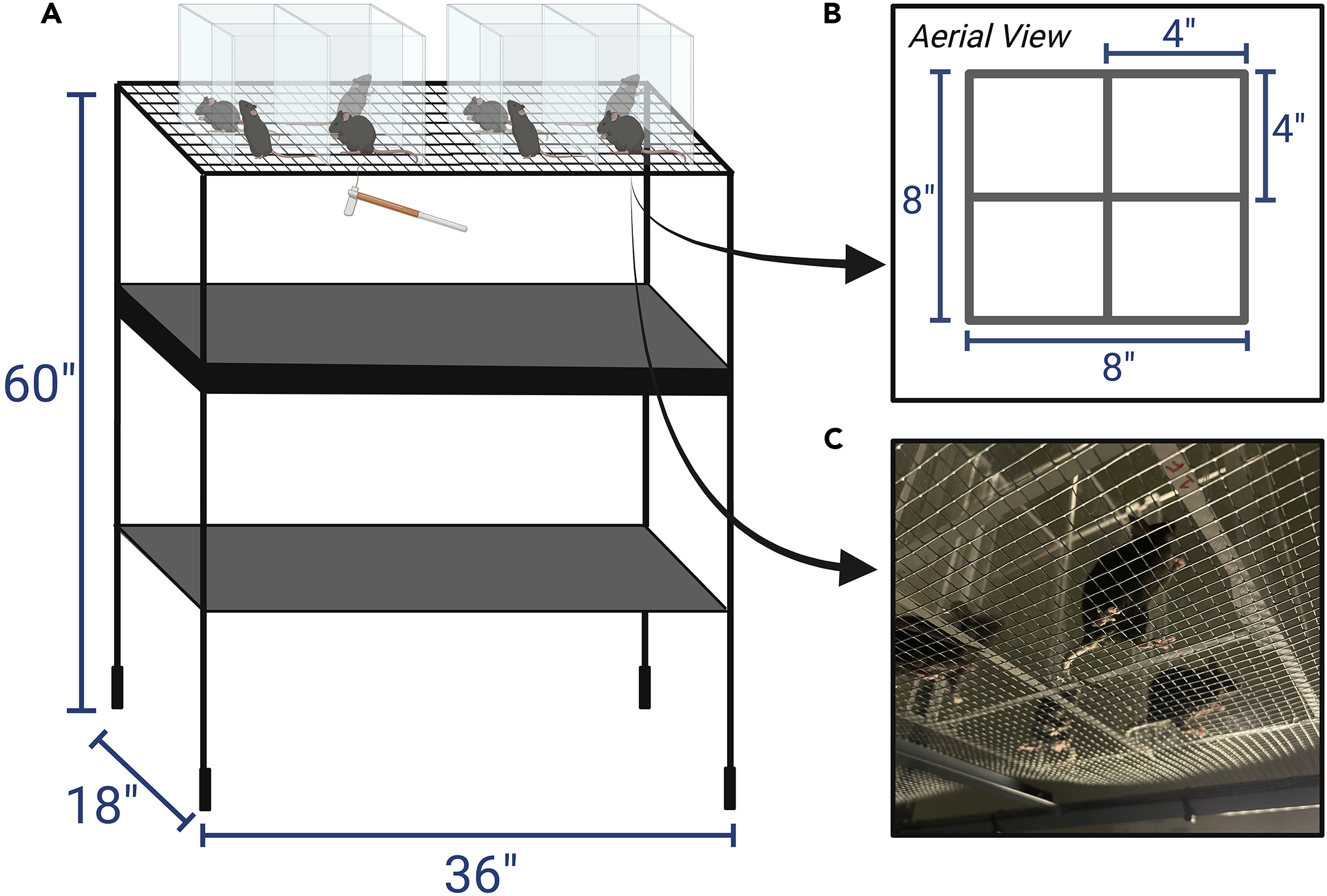 Cell Press: STAR Protocols