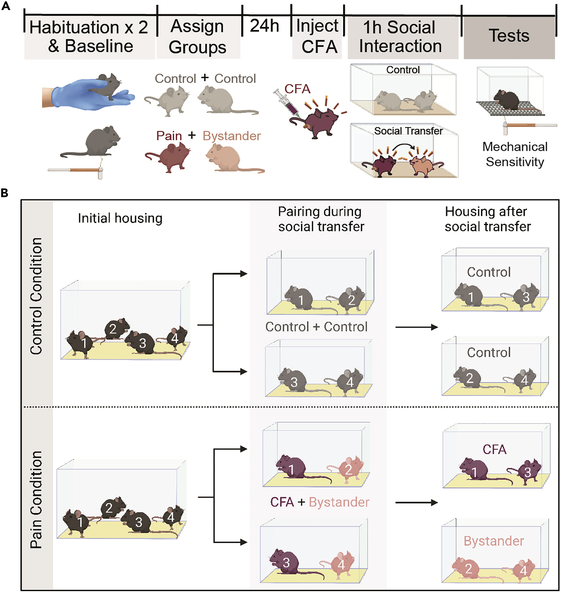 Cell Press: STAR Protocols