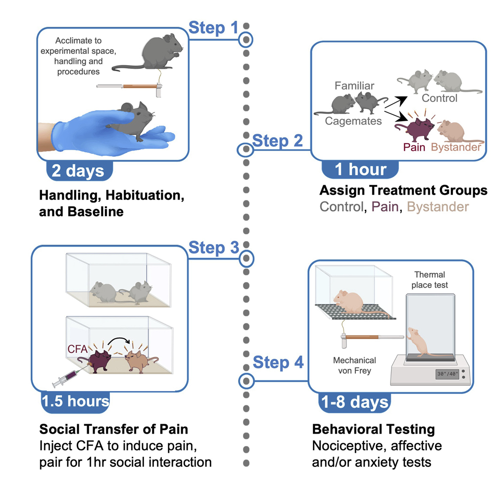 Cell Press: STAR Protocols