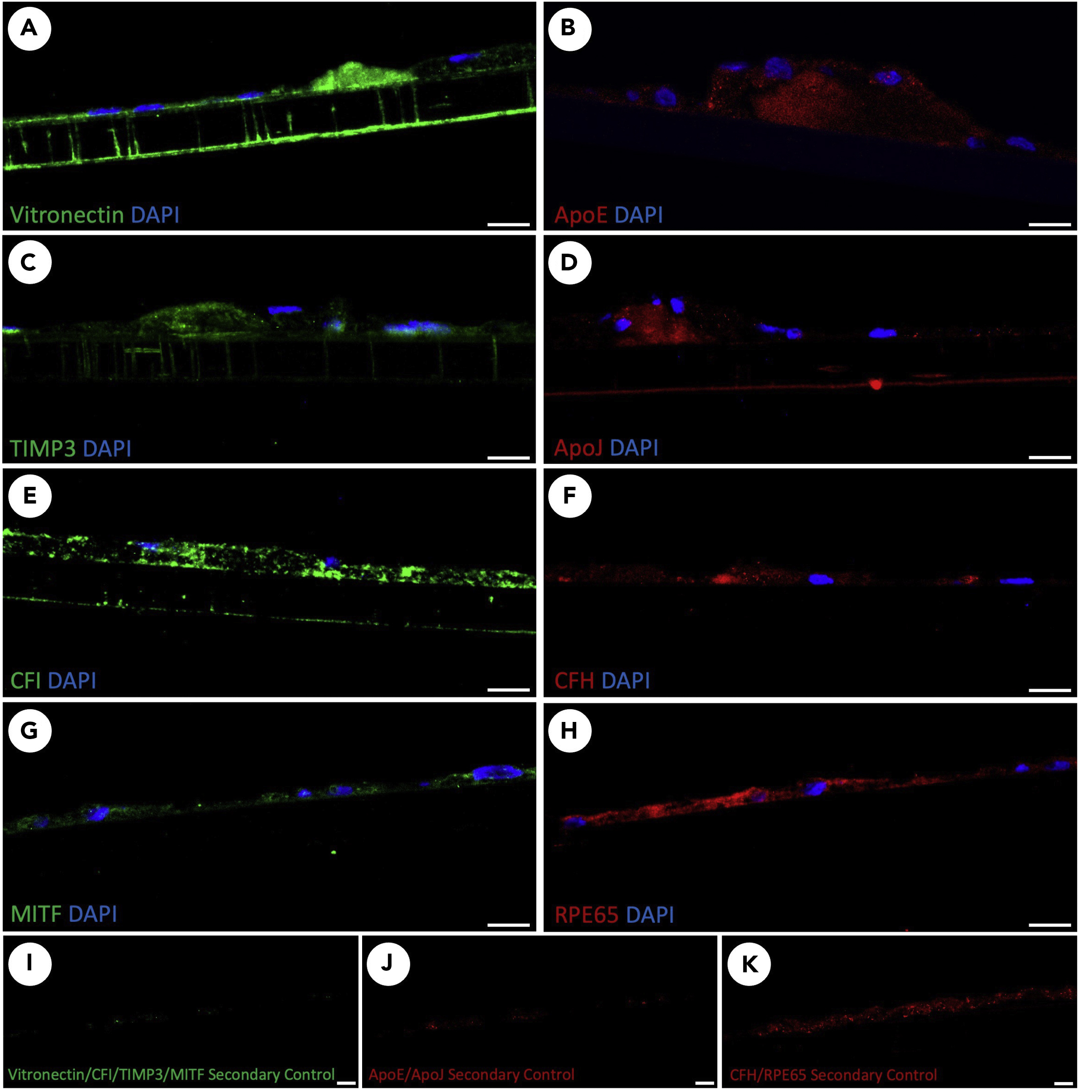 Cell Press: STAR Protocols
