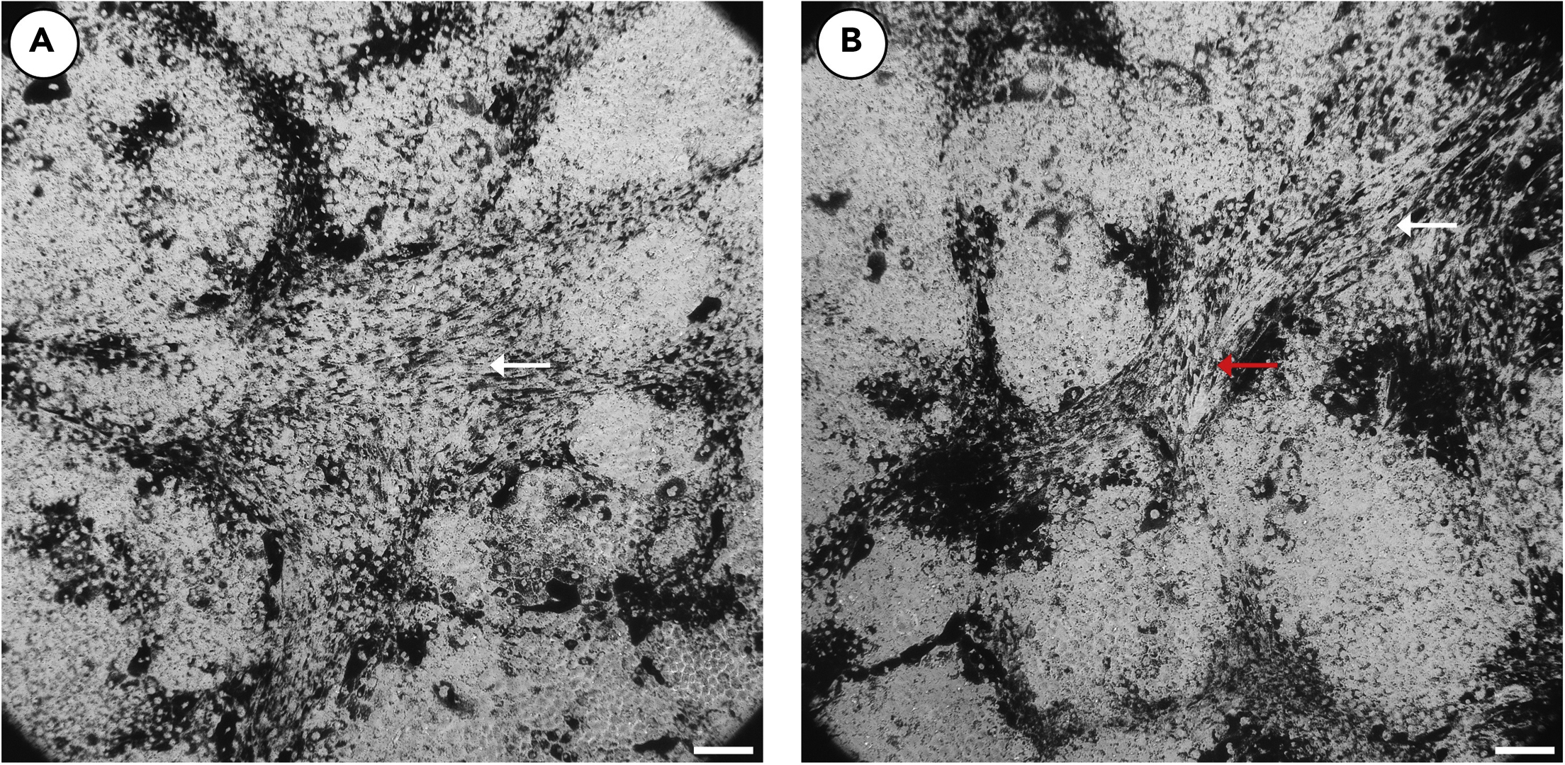 Cell Press: STAR Protocols