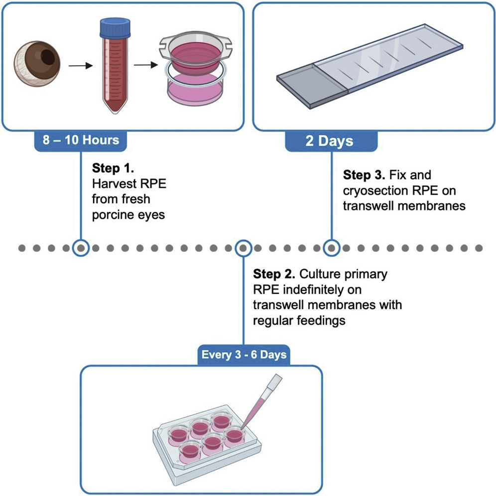 Cell Press: STAR Protocols