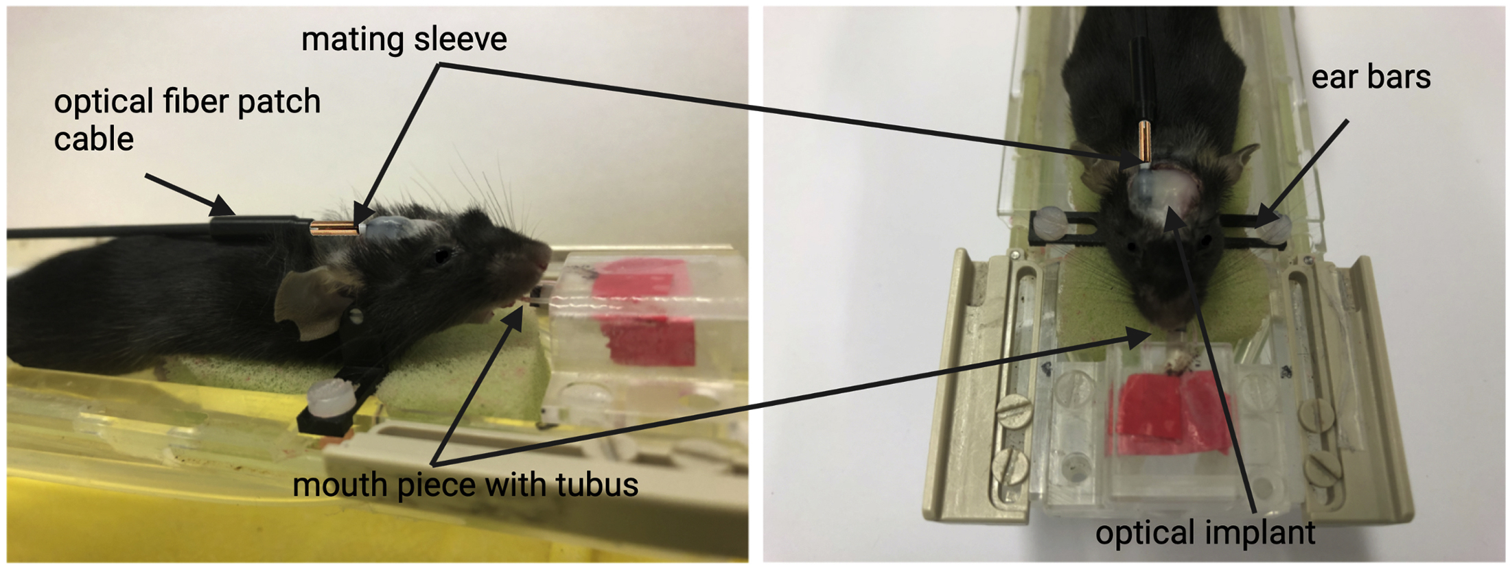 Cell Press: STAR Protocols