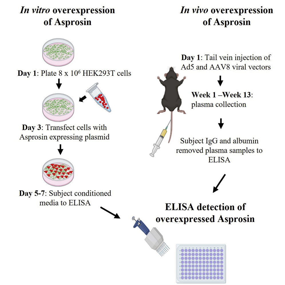 Cell Press: STAR Protocols