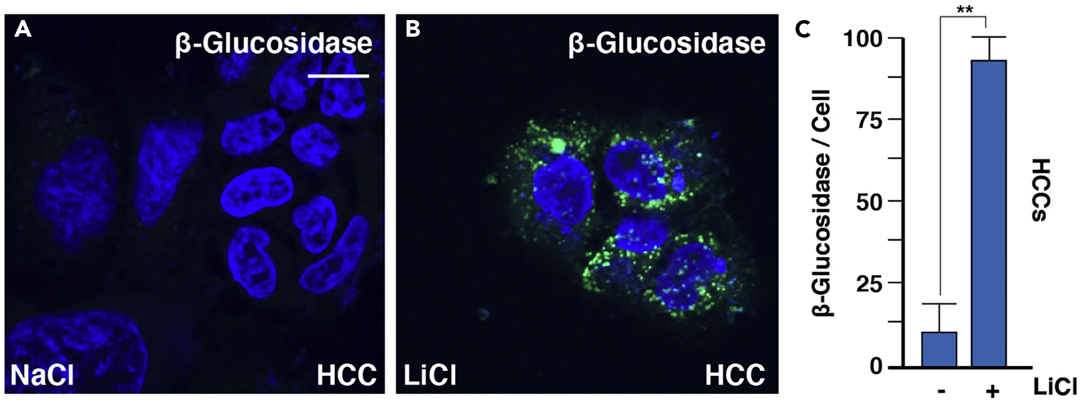 Cell Press: STAR Protocols