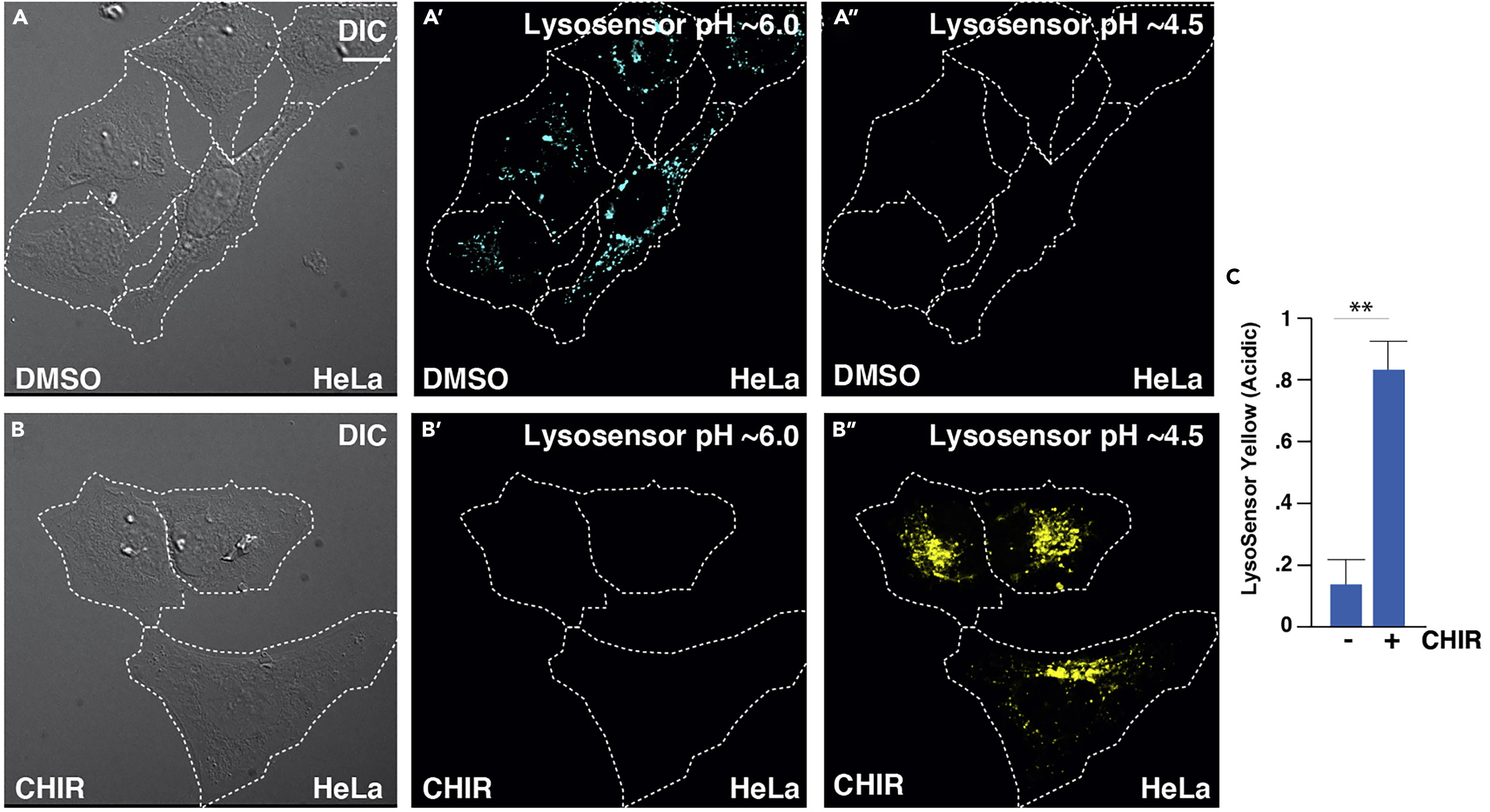 Cell Press: STAR Protocols