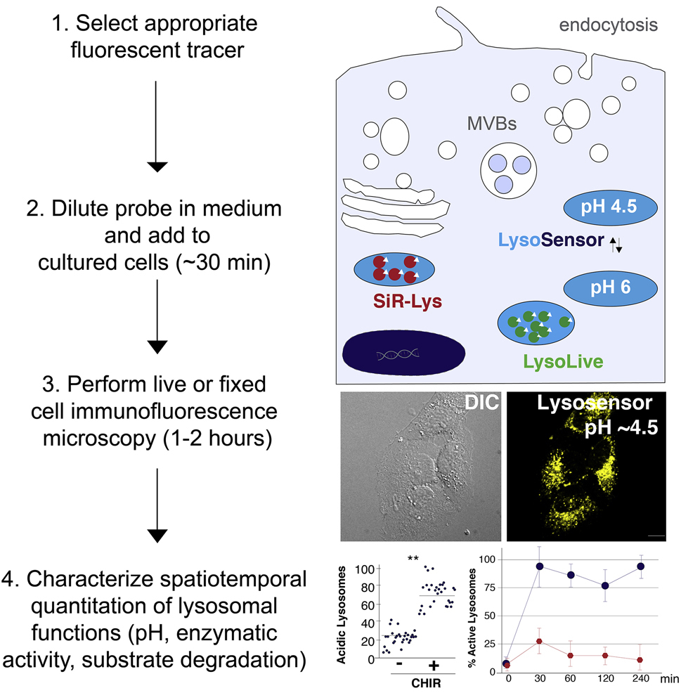 Cell Press: STAR Protocols