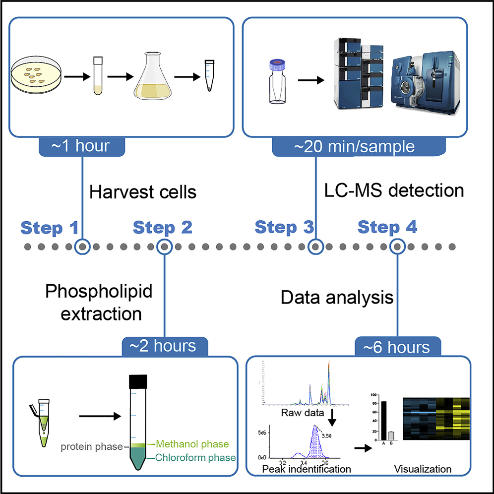 Cell Press: STAR Protocols
