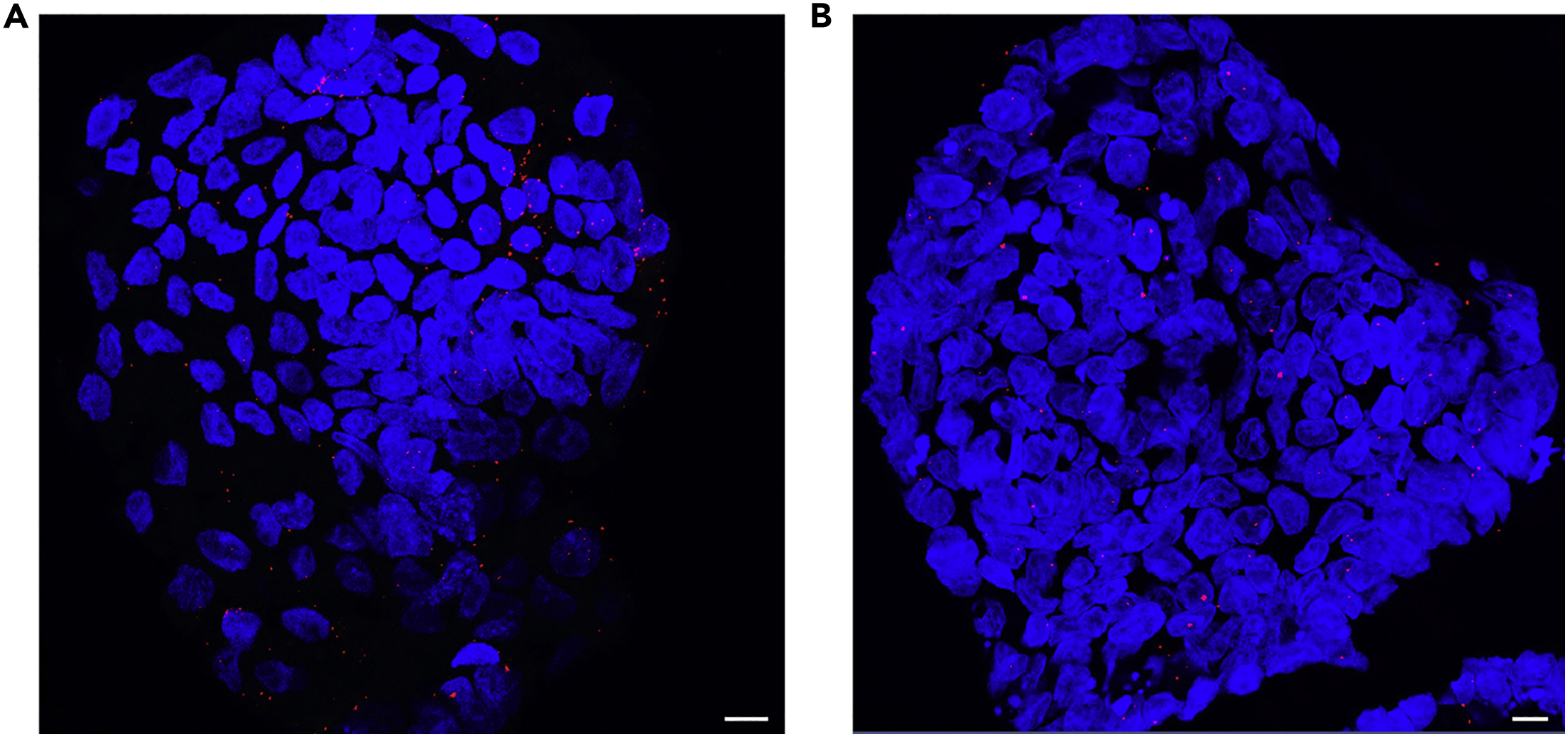 Cell Press: STAR Protocols