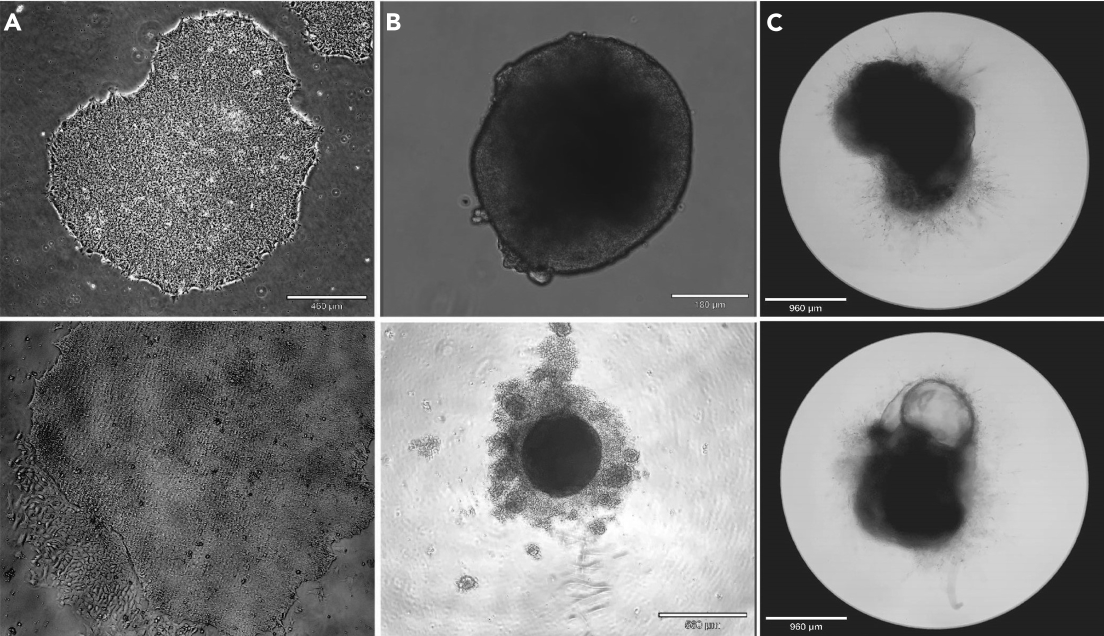 Cell Press: STAR Protocols