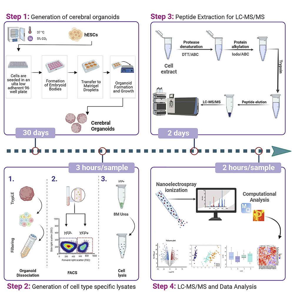Cell Press: STAR Protocols