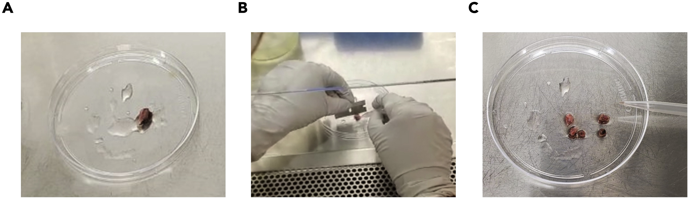 Cell Press: STAR Protocols