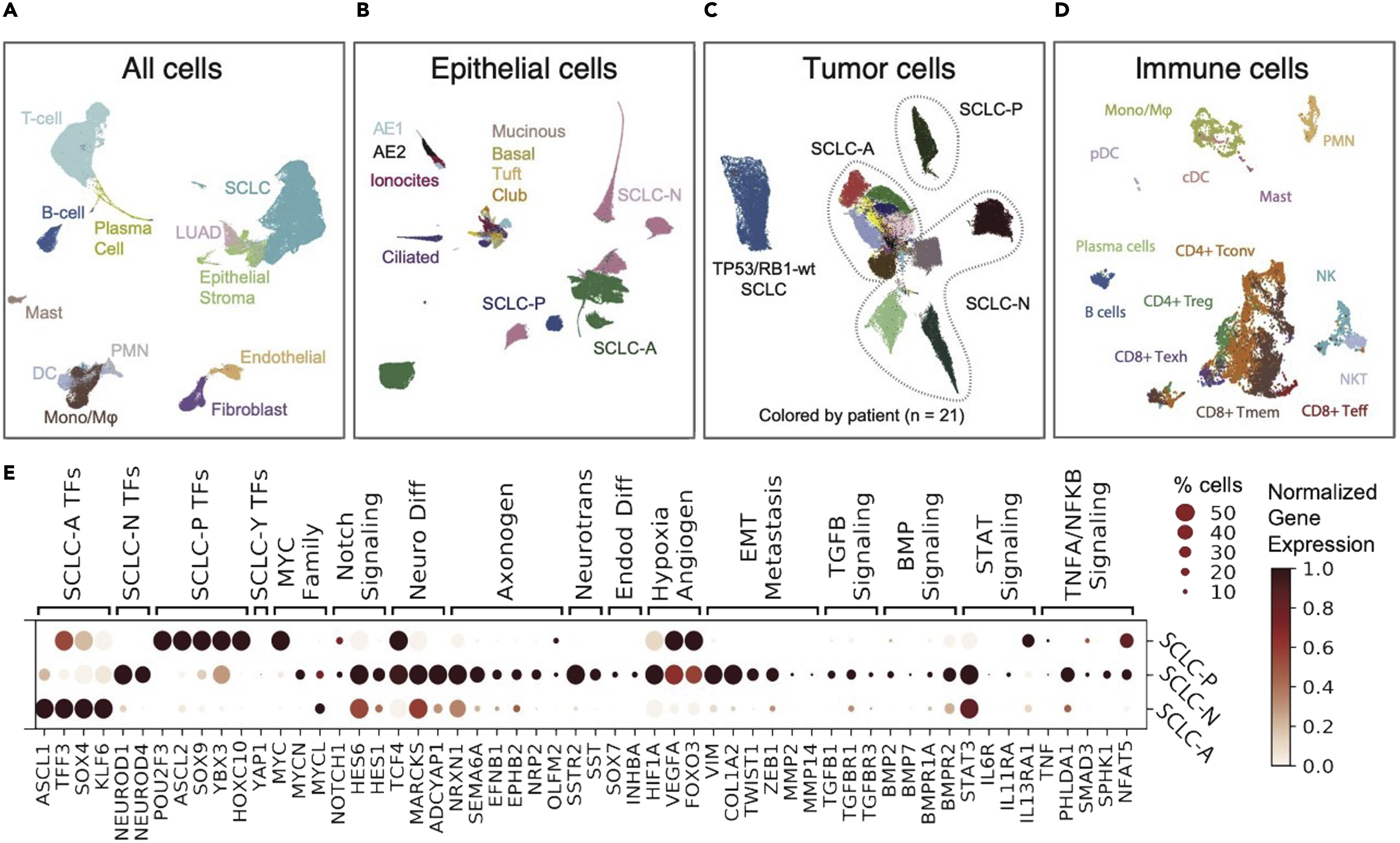 Cell Press: STAR Protocols