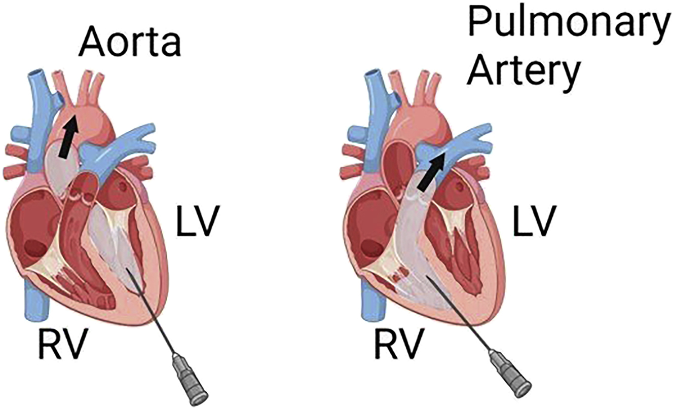 Cell Press: STAR Protocols