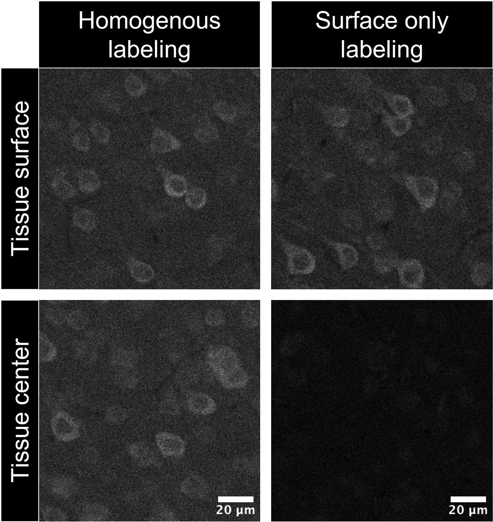 Cell Press: STAR Protocols