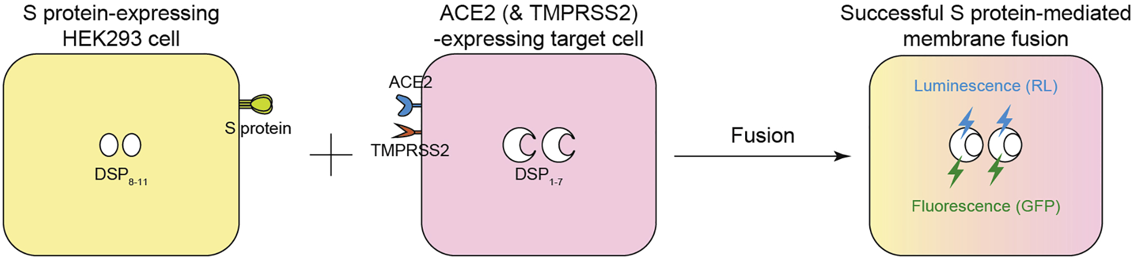 Cell Press: STAR Protocols