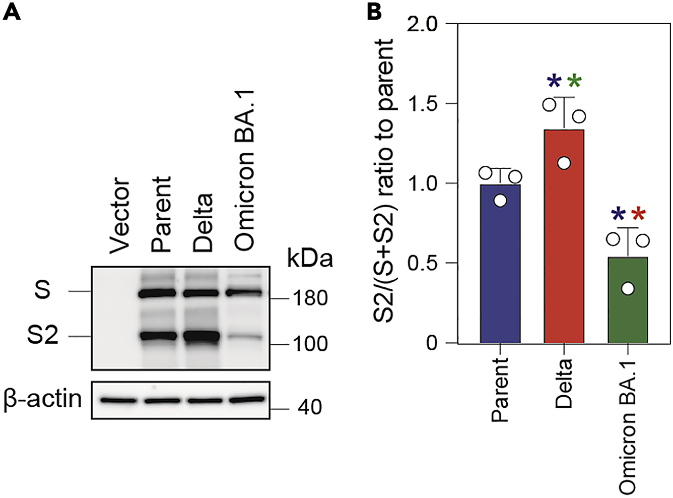 Cell Press: STAR Protocols