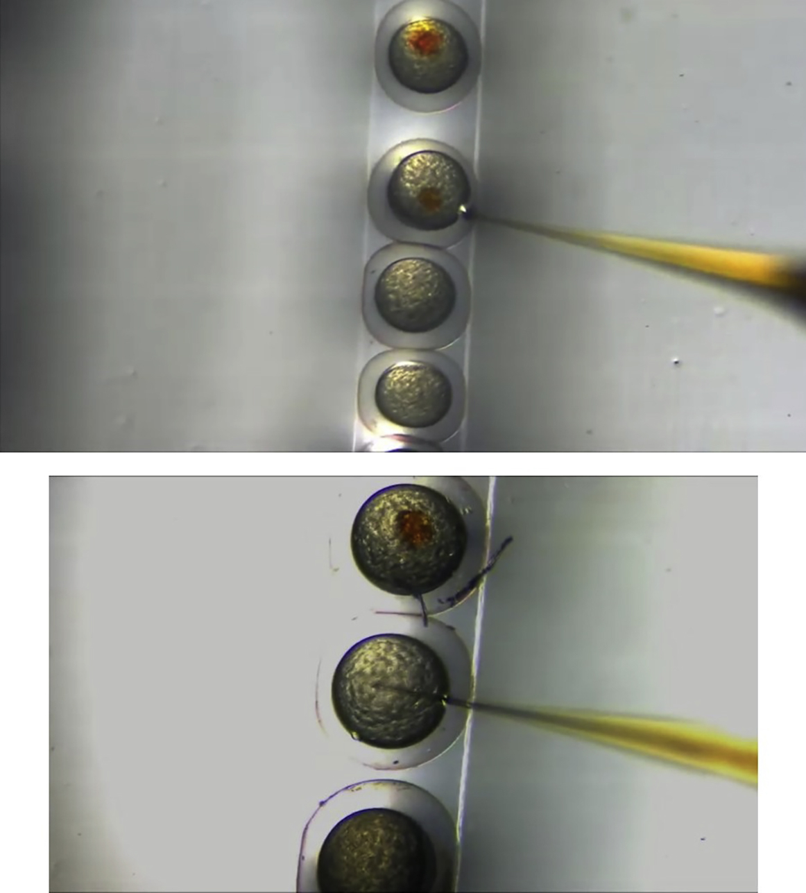 Cell Press: STAR Protocols
