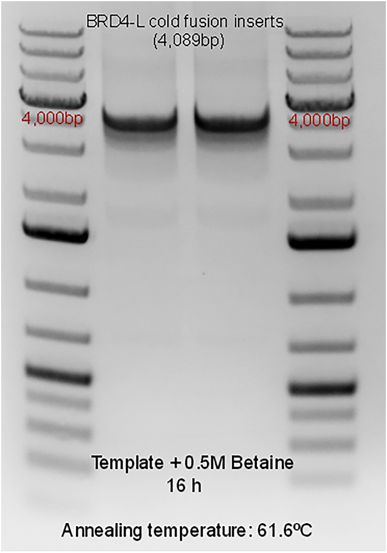 Cell Press: STAR Protocols