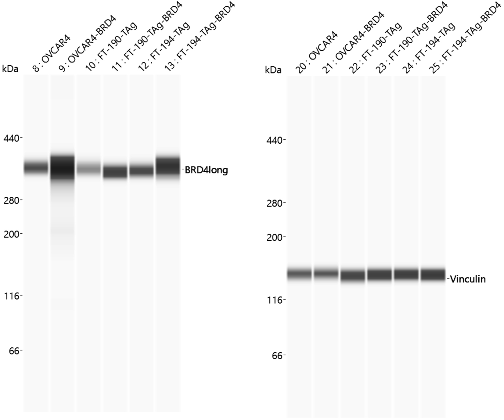 Cell Press: STAR Protocols