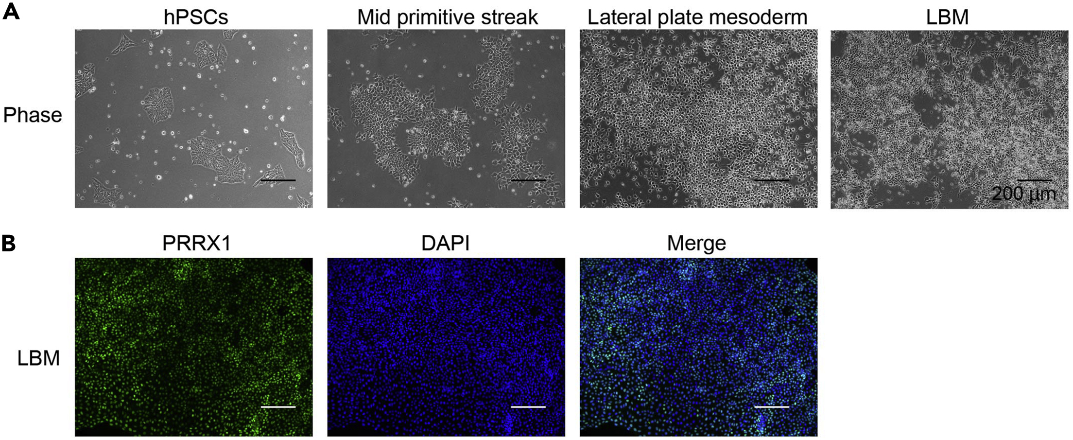 Cell Press: STAR Protocols