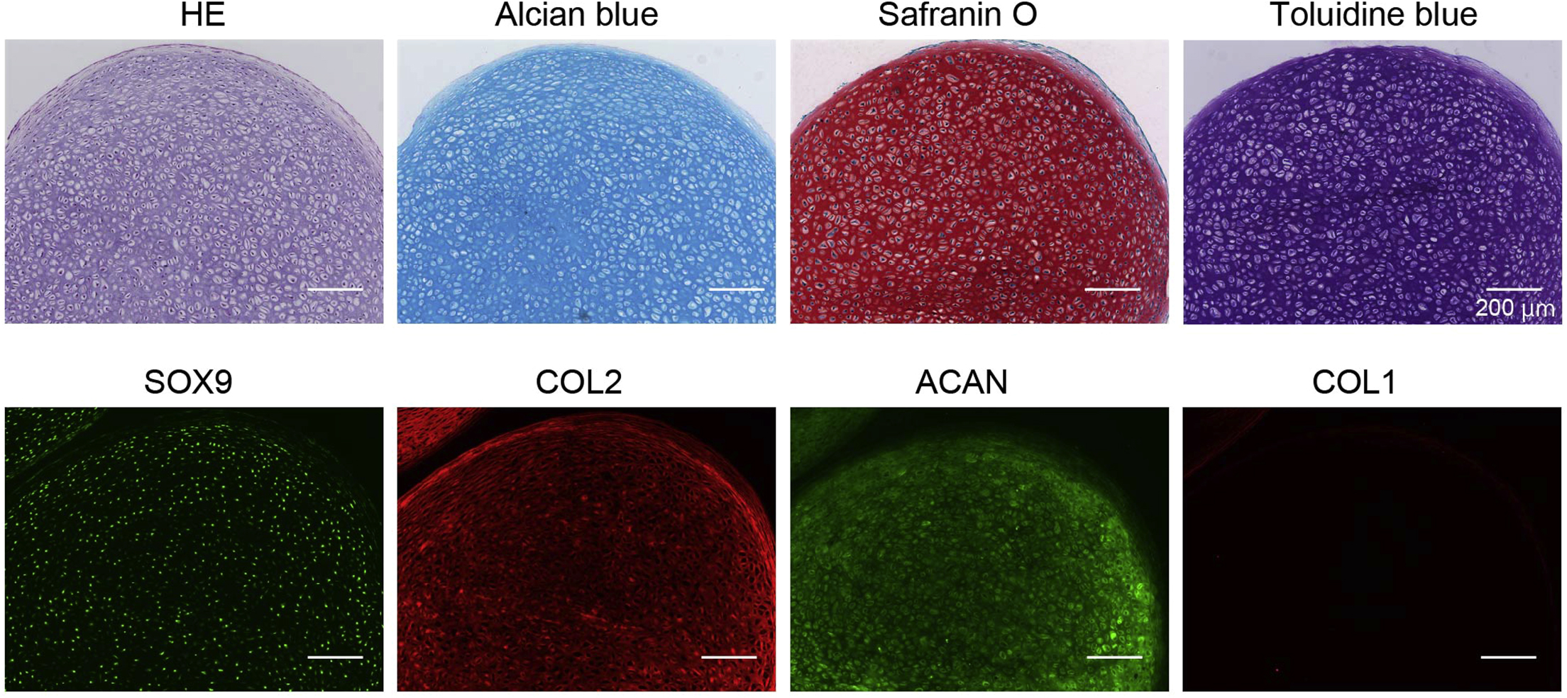 Cell Press: STAR Protocols