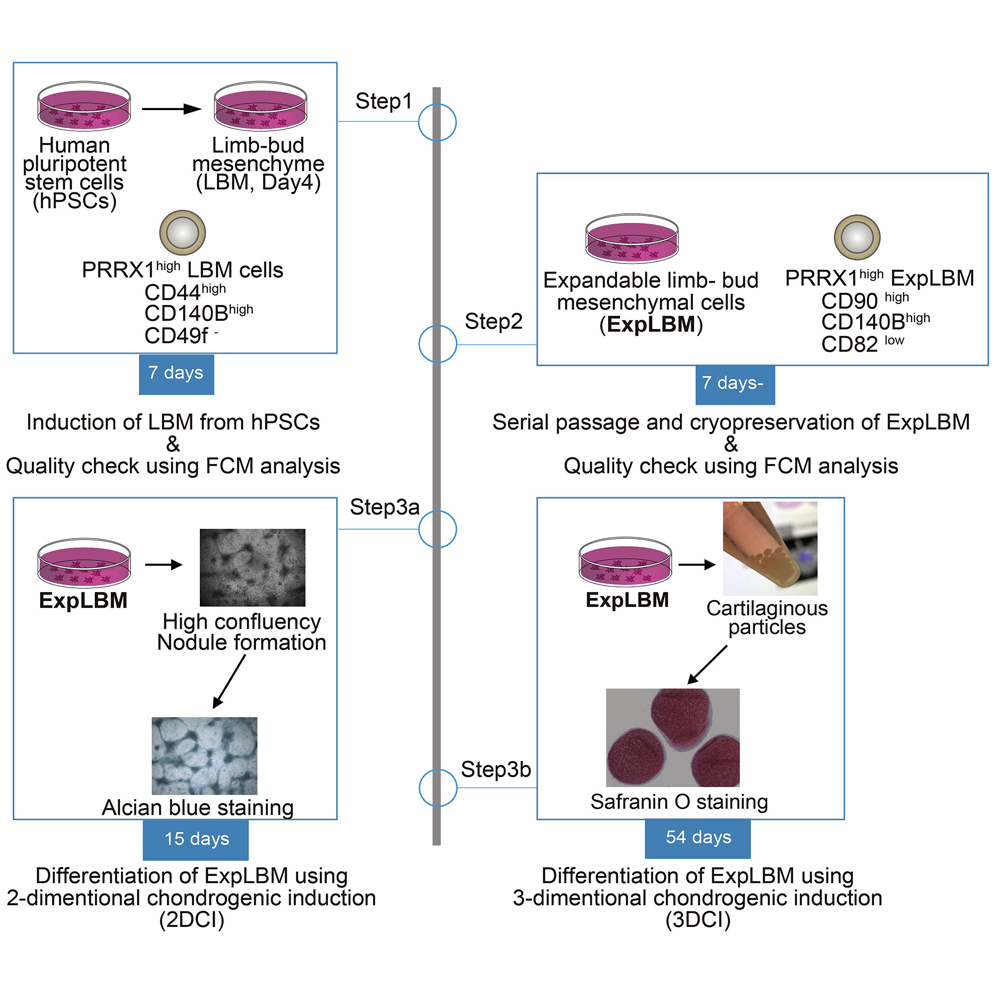 Cell Press: STAR Protocols