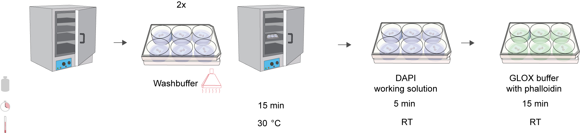 Cell Press: STAR Protocols