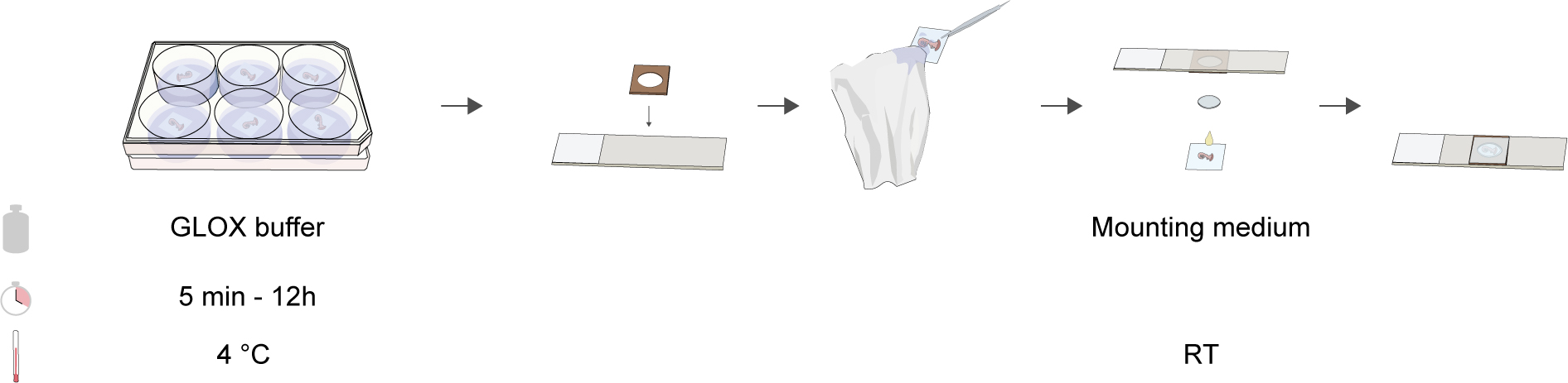 Cell Press: STAR Protocols