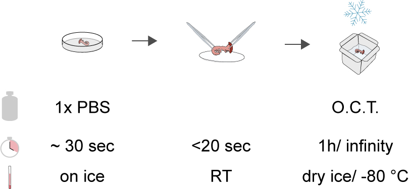 Cell Press: STAR Protocols