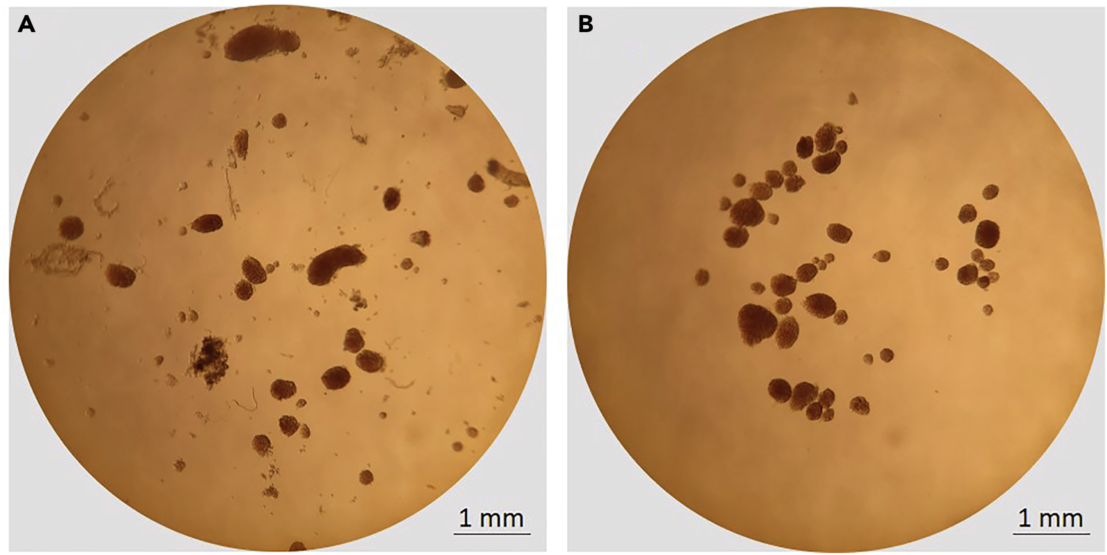 Cell Press: STAR Protocols