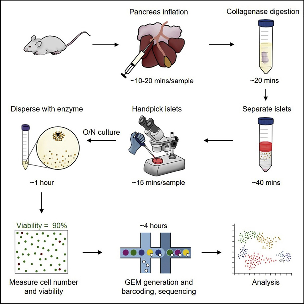 Cell Press: STAR Protocols
