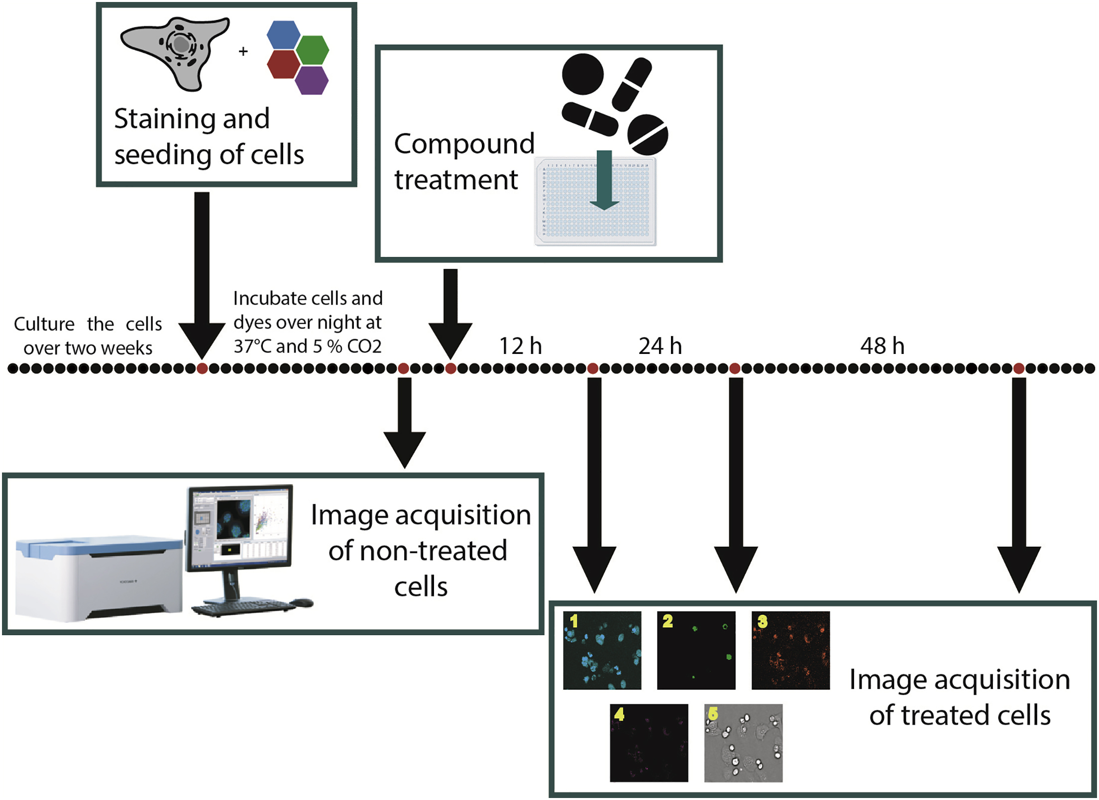 Cell Press: STAR Protocols
