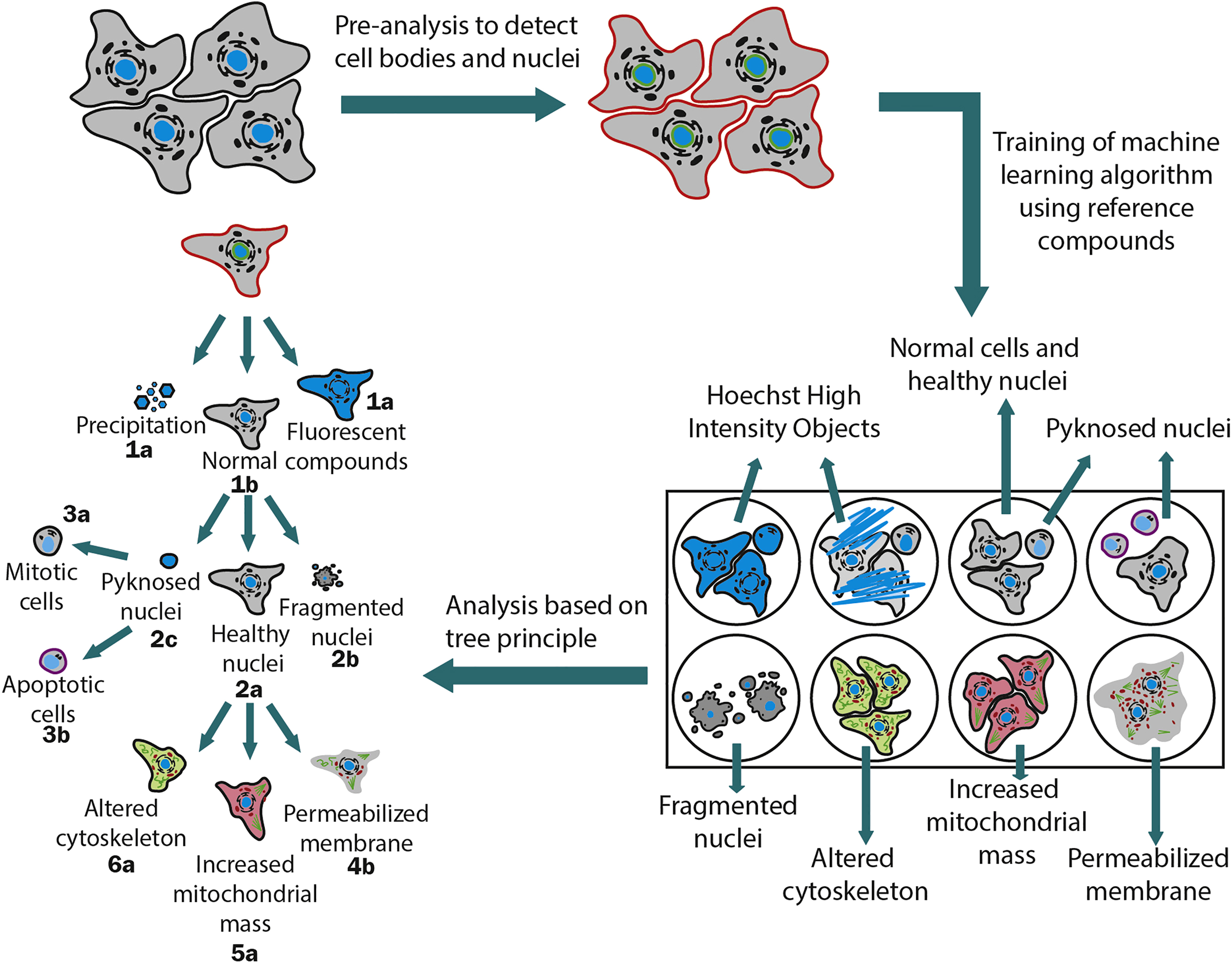 Cell Press: STAR Protocols