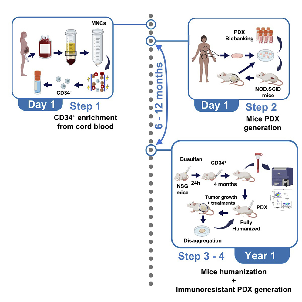 Cell Press: STAR Protocols
