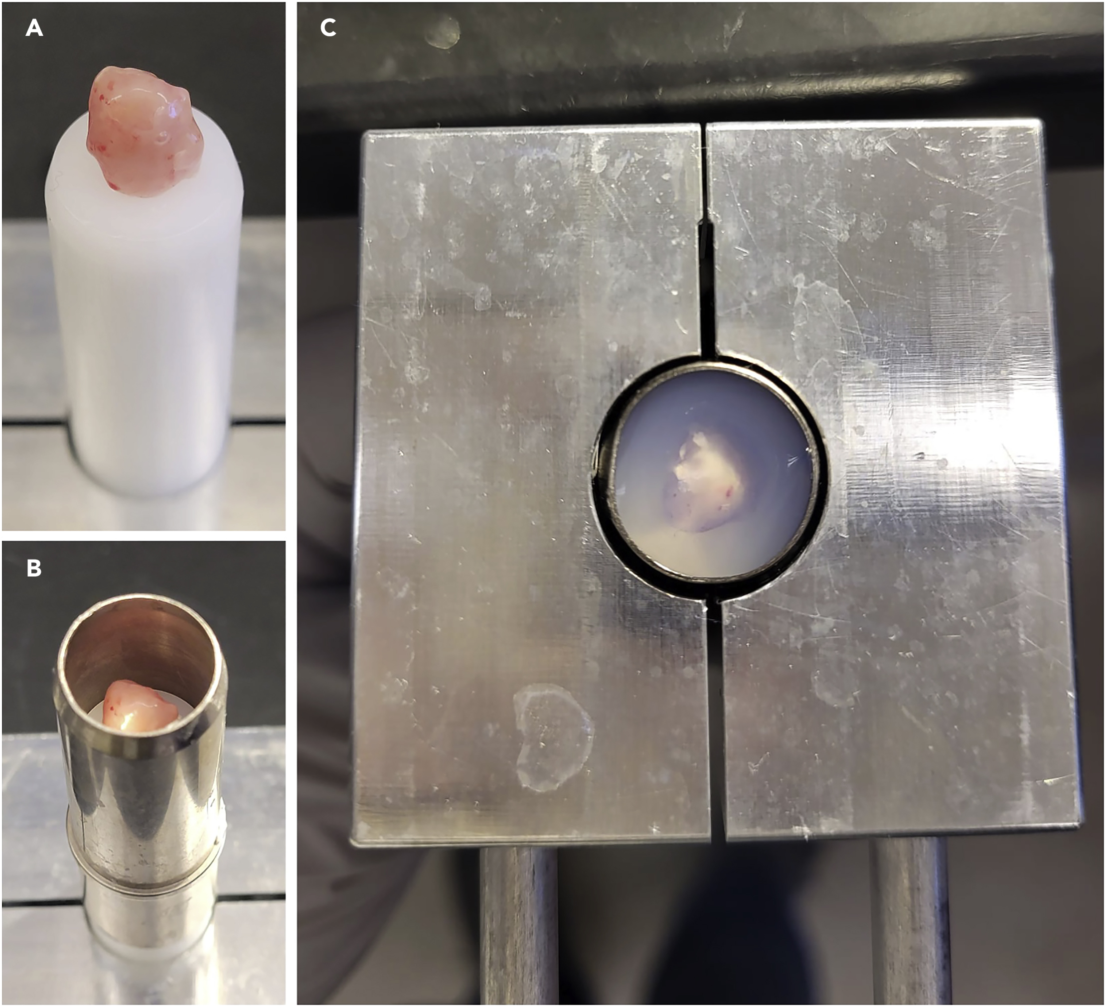 Cell Press: STAR Protocols