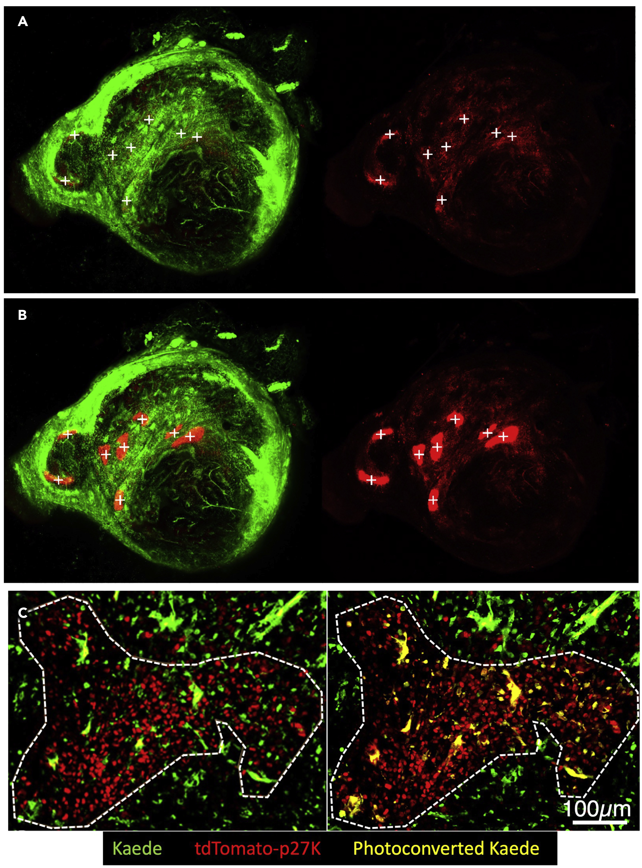 Cell Press: STAR Protocols
