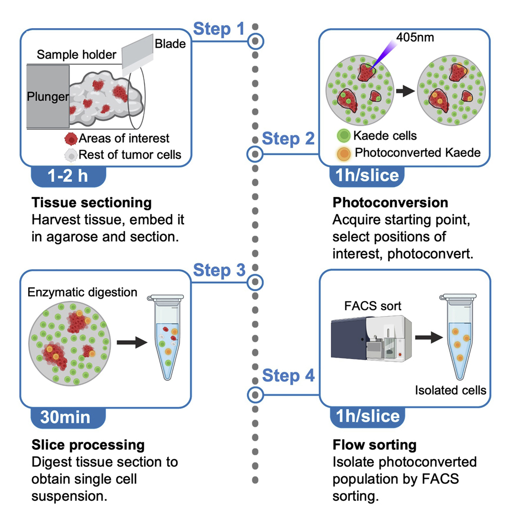 Cell Press: STAR Protocols