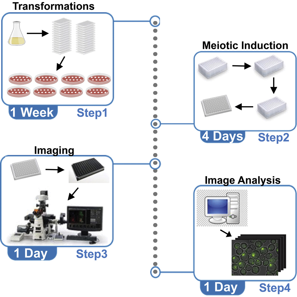 Cell Press: STAR Protocols