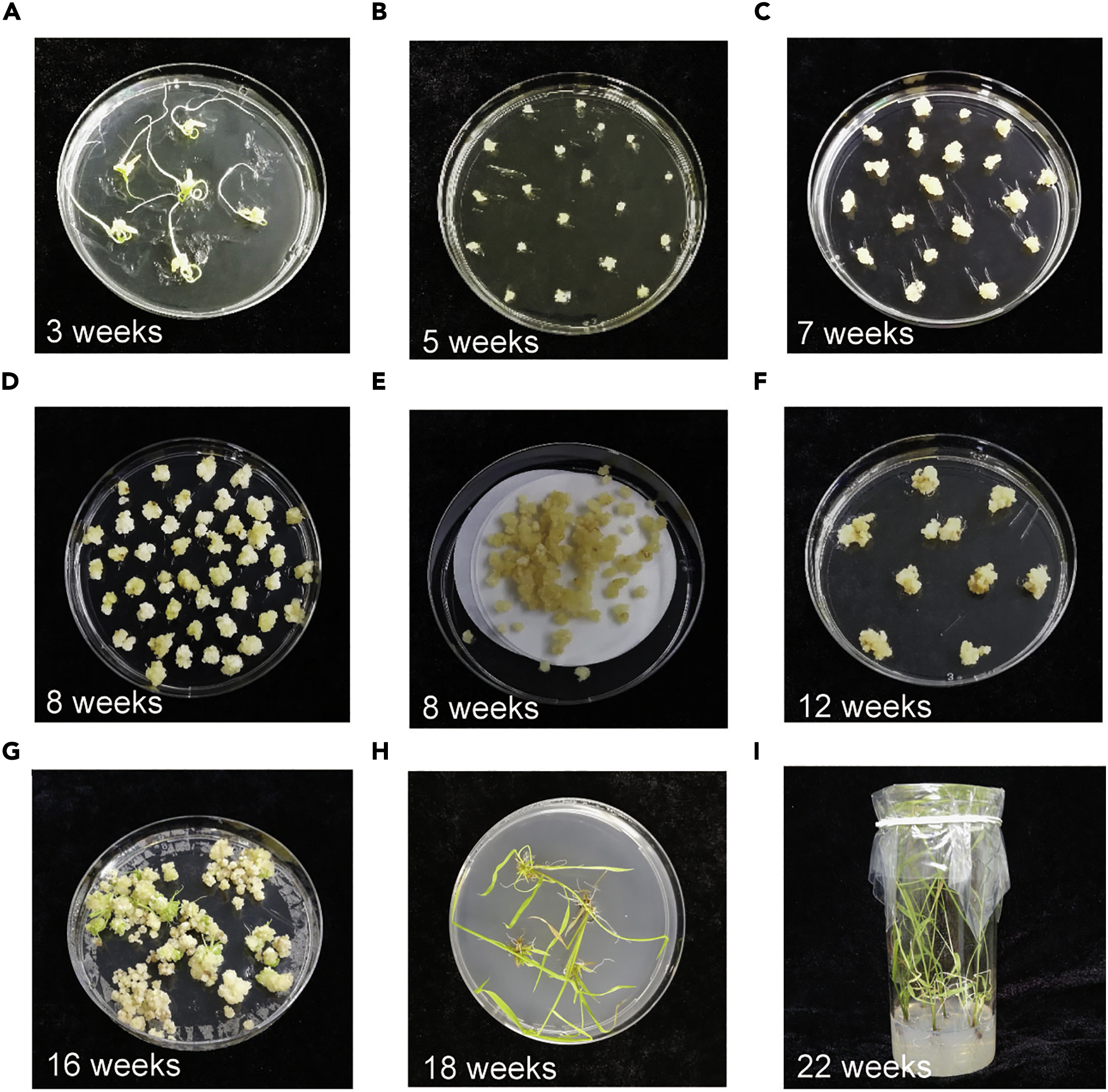 Cell Press: STAR Protocols