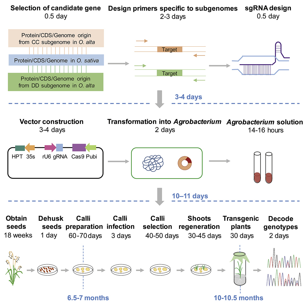 Cell Press: STAR Protocols