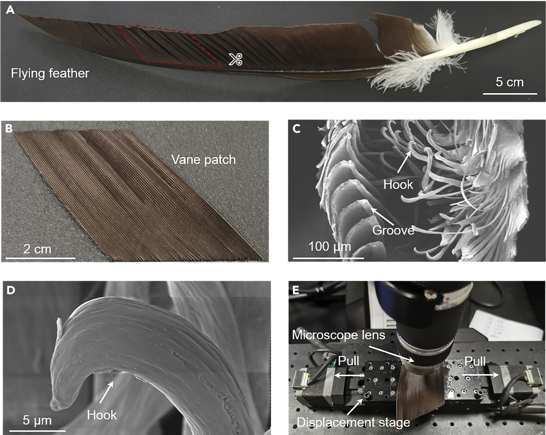 Cell Press: STAR Protocols