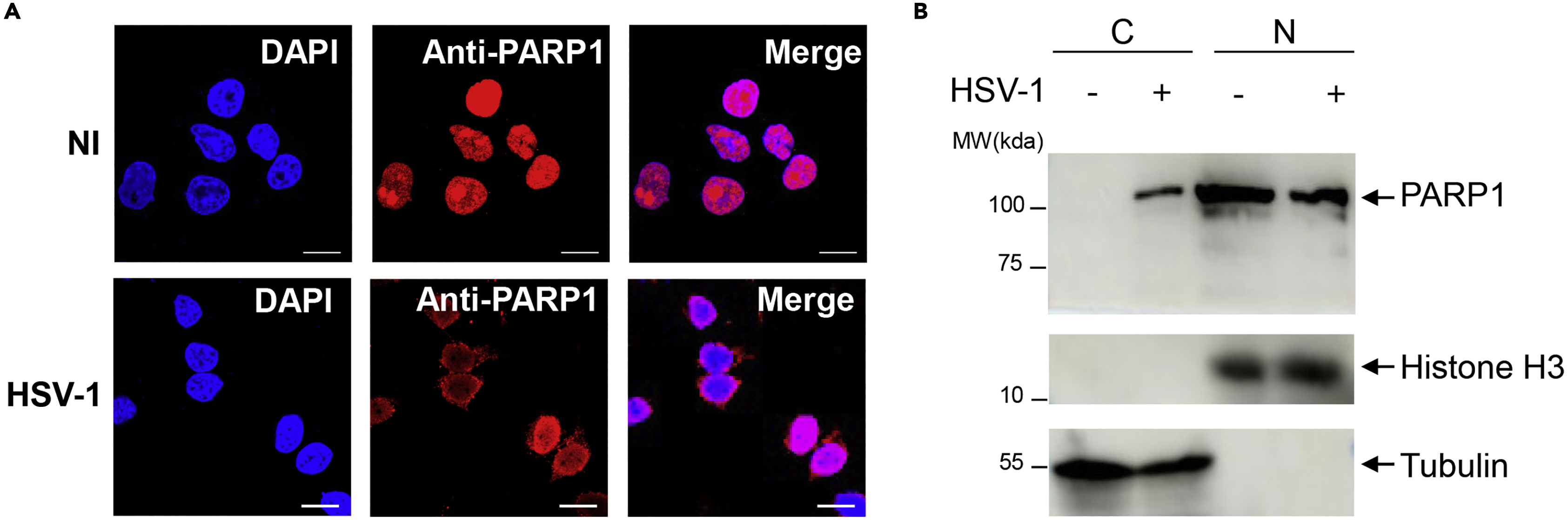 Cell Press: STAR Protocols