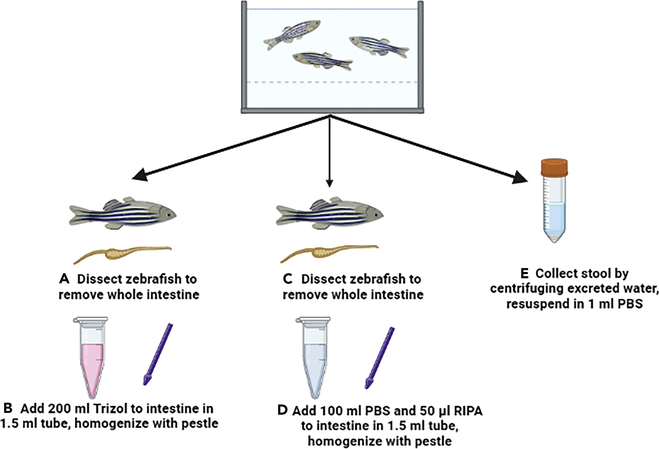 Cell Press: STAR Protocols