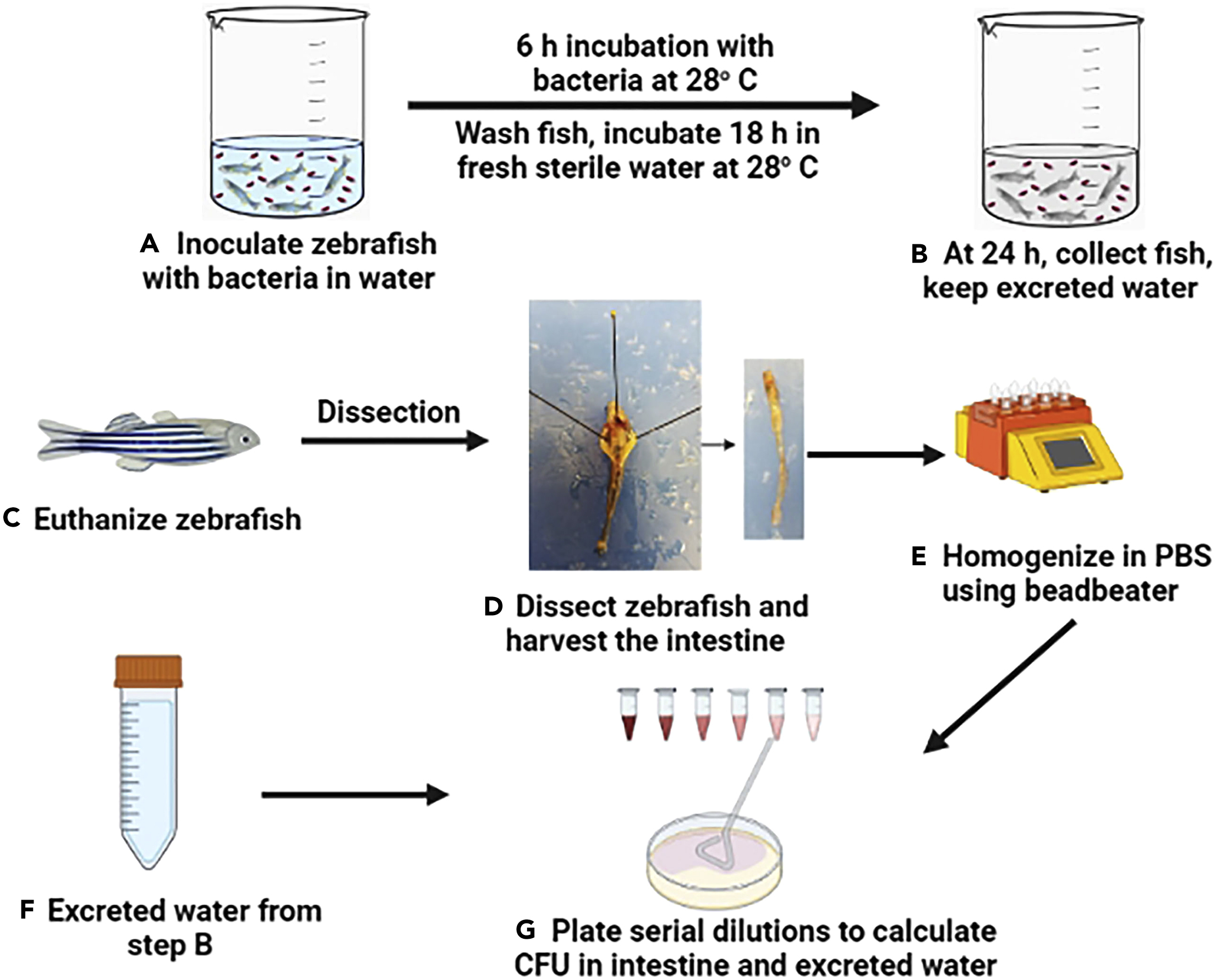 Cell Press: STAR Protocols