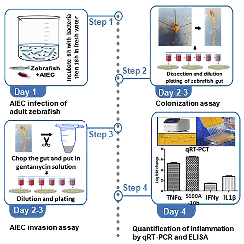 Cell Press: STAR Protocols