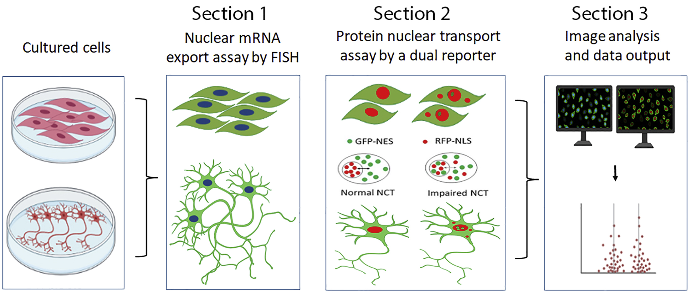 Cell Press: STAR Protocols