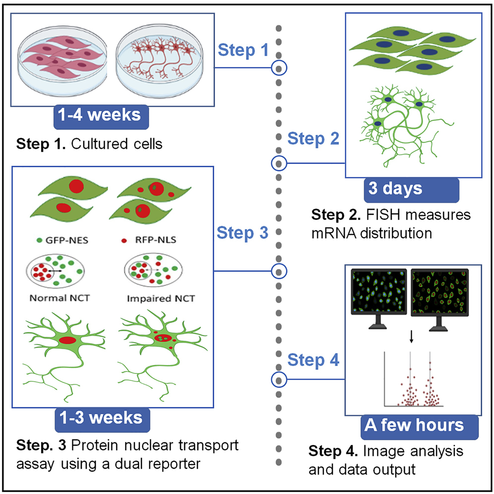Cell Press: STAR Protocols