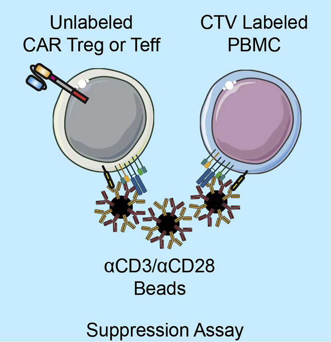 Cell Press: STAR Protocols